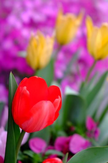 玄人専科】LAOWA 105mm/f2 Bokeh Dreamer : 【匠のデジタル工房 玄人専科】LAOWA 105mm/f2 Bokeh Dreamer : 【匠のデジタル工房