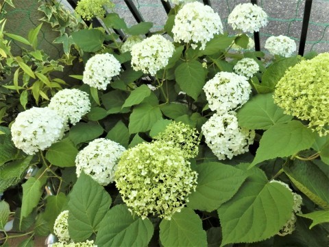 西洋あじさい「アナベル」がすごいことに : しみずよしこの英語教室
