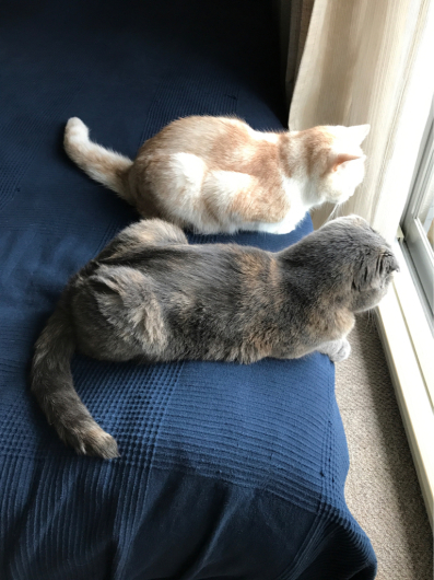 仲良し二匹組 : 三毛姐のブログ