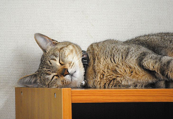 6月28日 棒状ねこ : 花ねこ日記