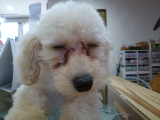 子犬ちゃんカットしたよ(*^^*) : ペットケアタウン ブログ