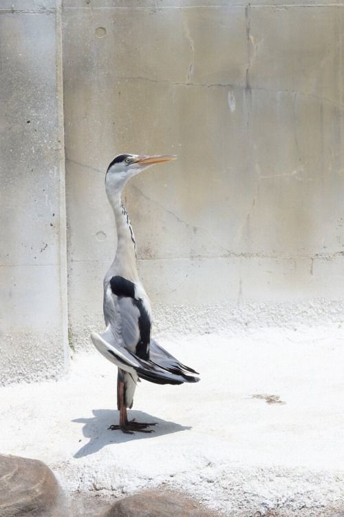 アオサギの奇妙なポーズ : ちょい古道具ライフ