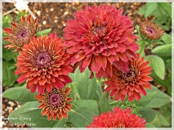 Rudbeckia 'Ruby Ruby' : Gardener*s Diary