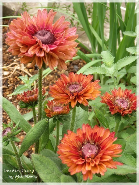 Rudbeckia 'Ruby Ruby' : Gardener*s Diary