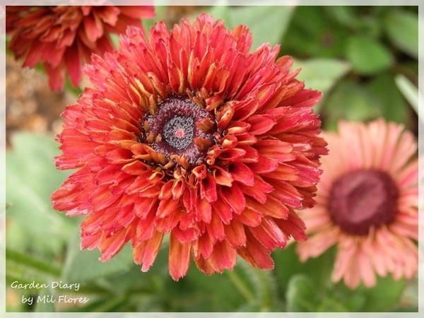 Rudbeckia 'Ruby Ruby' : Gardener*s Diary