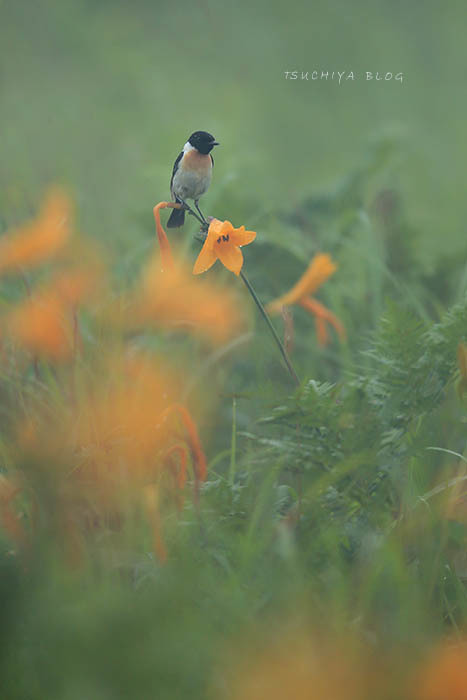 日光キスゲとノビタキ : TSUCHIYA BLOG