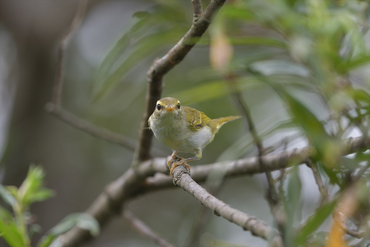 センダイムシクイ幼鳥 : やぁやぁ。