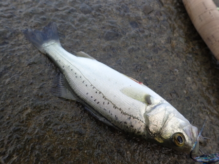 よしの川 : つりのコトと釣りじゃない事