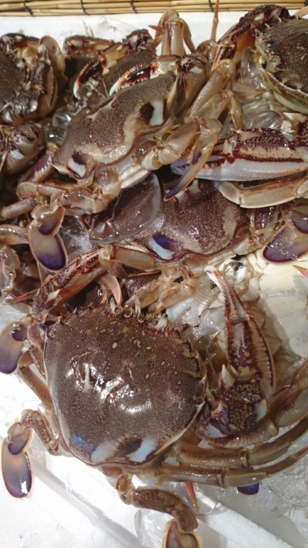 アラートで始まる1日 : くろいしの日記 by しまか