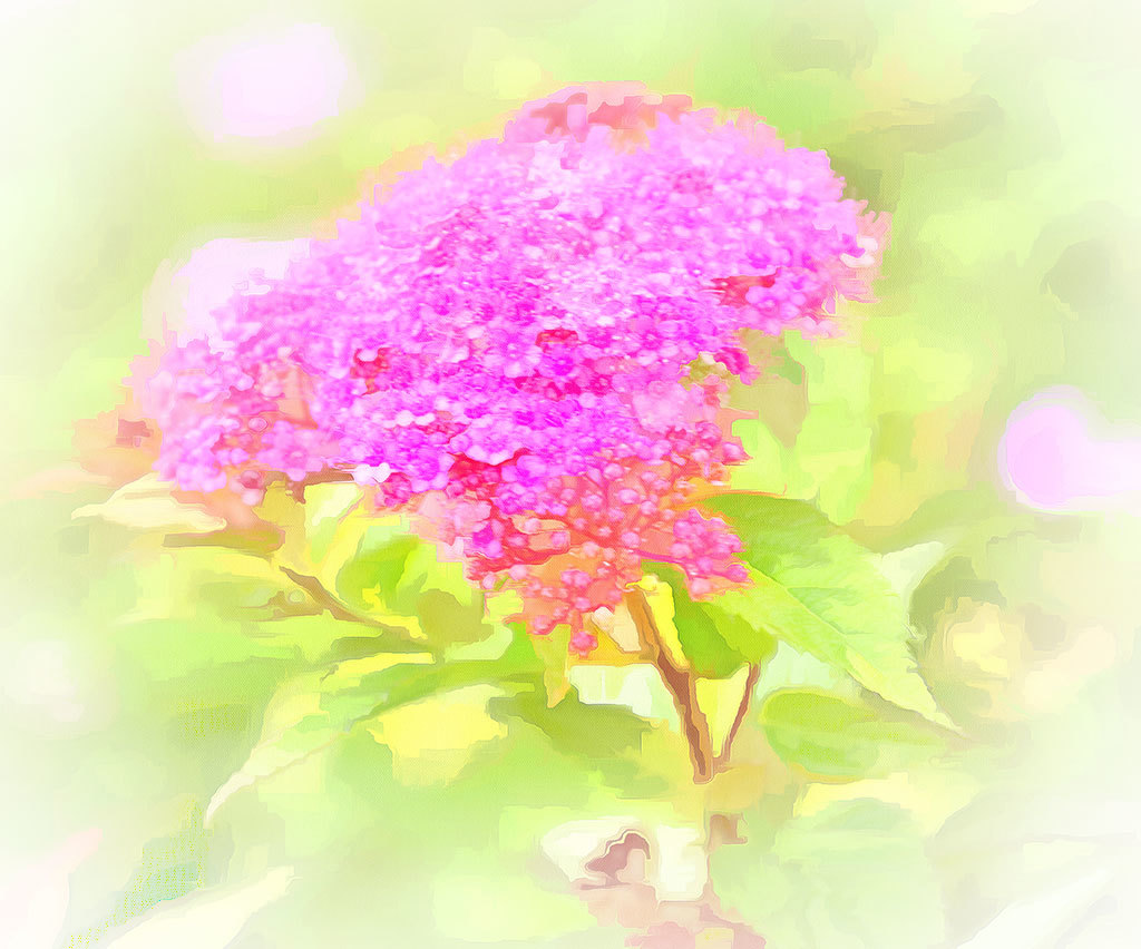 志賀高原・東館山のシモツケ : 光 塗人 の デジタル フォト グラフィック アート (DIGITAL PHOTOGRAPHIC ARTWORKS)