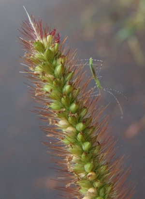 『穂上の亀虫』 姫糸亀虫 Metacanthus pulchellus : 自然感察 *nature feeling*