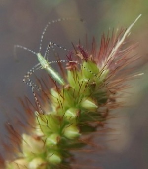 『穂上の亀虫』 姫糸亀虫 Metacanthus pulchellus : 自然感察 *nature feeling*