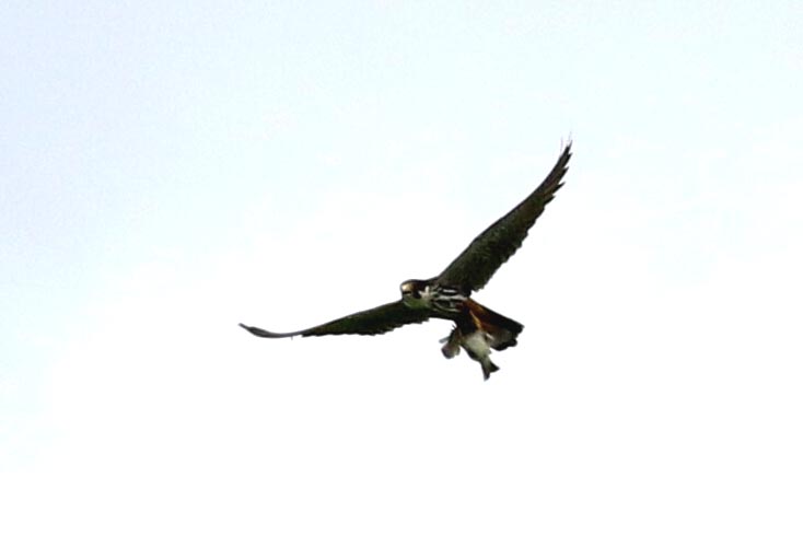 チゴハヤブサがエサをぶら下げて。 : 都会の野鳥達