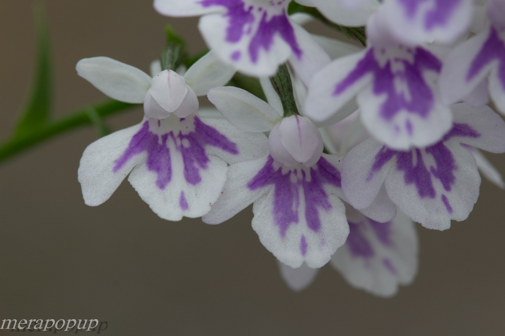 羽蝶蘭 銘品 群れつばめ : The blog of meraki