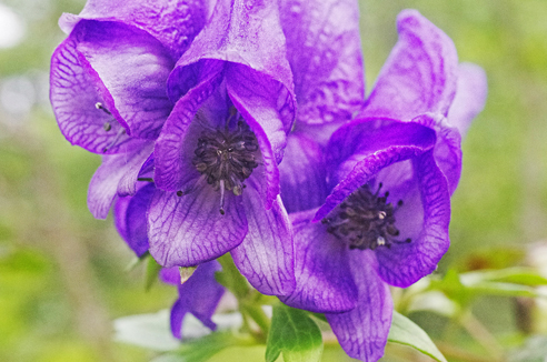 那須だより 沼ッ原湿原に秋漂い : 森林インストラクターのブログ フォレスト 石風花1