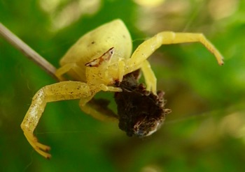 #クモ 『怖くない 怖くないよ』 安土蜘蛛』 Thomisus labefactus : 自然感察 *nature feeling*