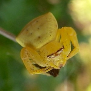 #クモ 『怖くない 怖くないよ』 安土蜘蛛』 Thomisus labefactus : 自然感察 *nature feeling*