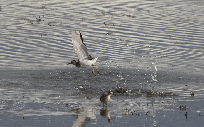 タカブシギ？ 変わった動きを : 私の鳥撮り散歩