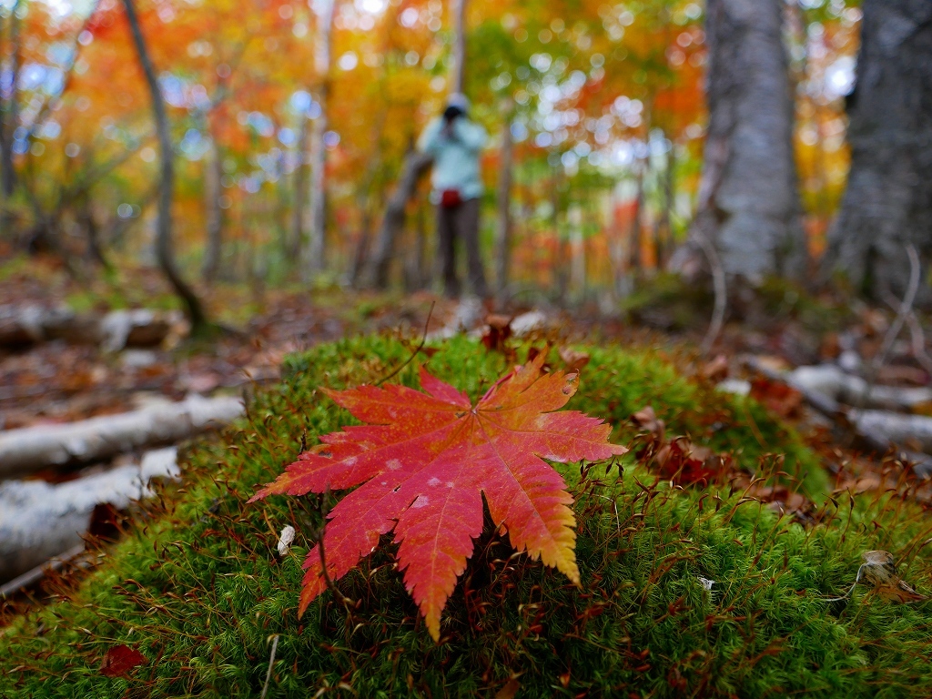 楓沢から風不死岳、2017.10.5ーその1ー : デジカメ持って野に山に
