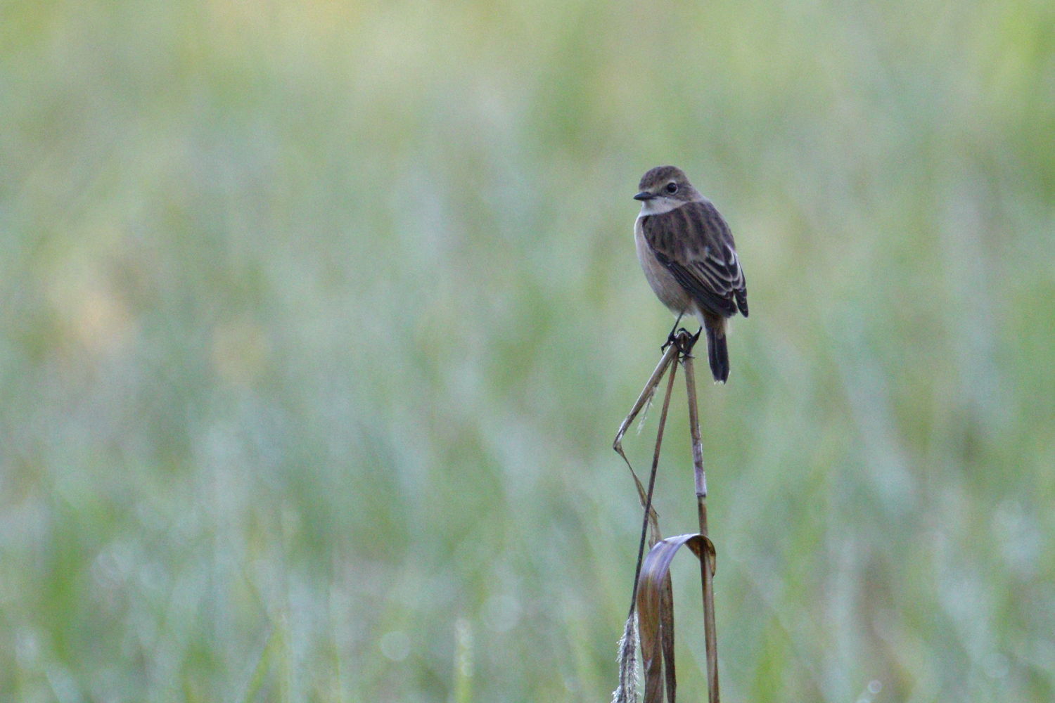 ノビタキ（その5） : 鳥と花の写真集2
