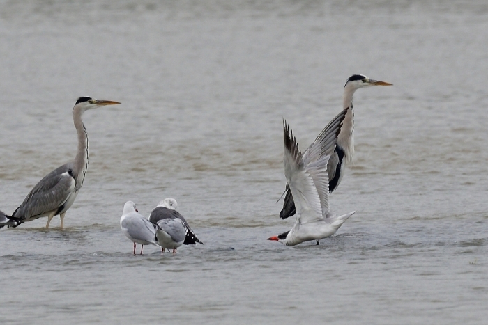 オニアジサシ : ごっちの鳥日記
