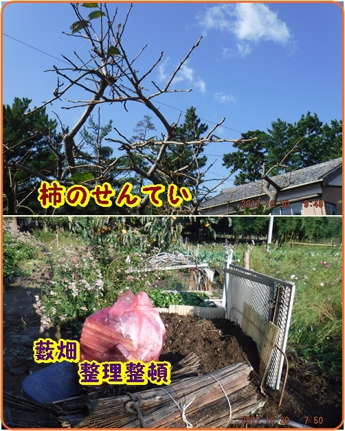 台風一過快晴ですが終日強風 次郎柿はカメムシ被害 : 小次郎じじ物語