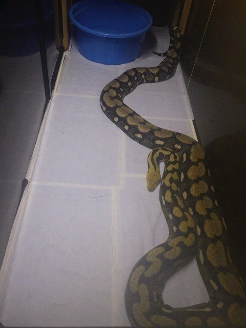 人喰いと付き合う術 : ワニガメ生態研究所