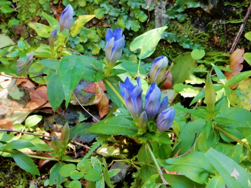 天城の山野草 リンドウ : 白壁荘だより 天城百話