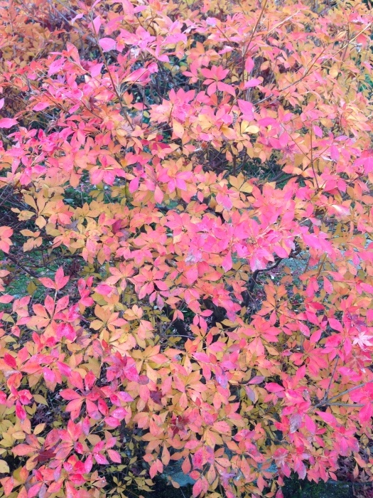 大原 寂光院と実光院 普段桜 : 石のコトバ