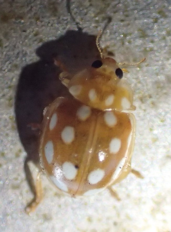 ムーアシロホシテントウ Calvia muiri : 写ればおっけー。コンデジで虫写真