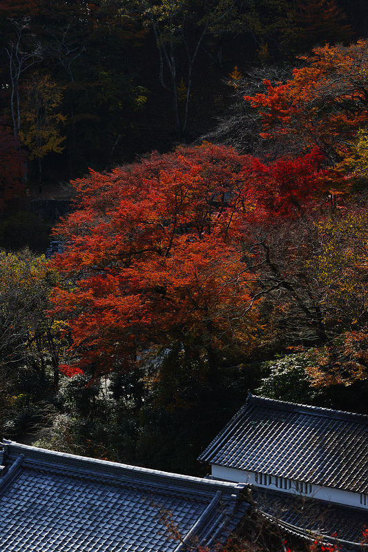 紅葉 2017 長谷寺 : 写真部