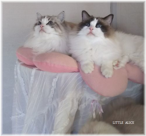 ☆お風呂が好きなマロンくん。 : ラグドールといっしょ。