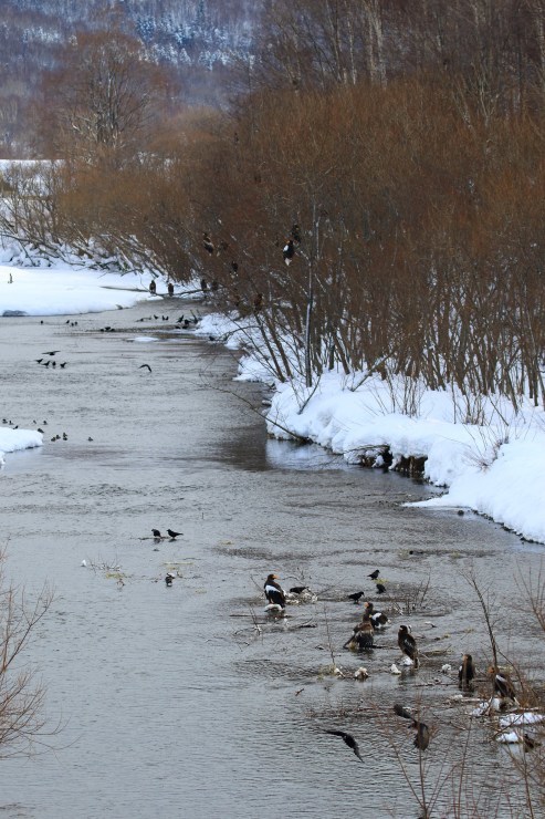 再びオオワシの森へ遠征♪ : 南信州でバードウォッチング