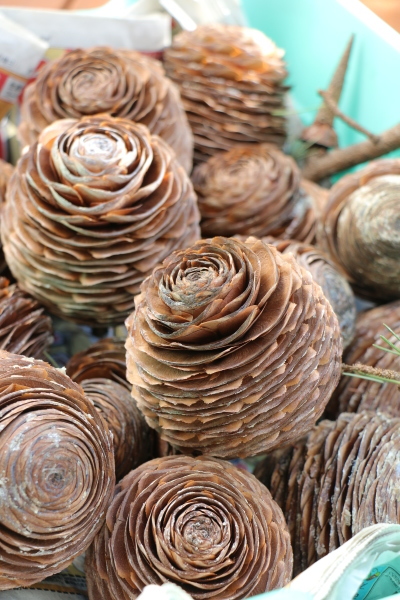 やっと開いたシダローズ : ココロのままにゆるりぱちり