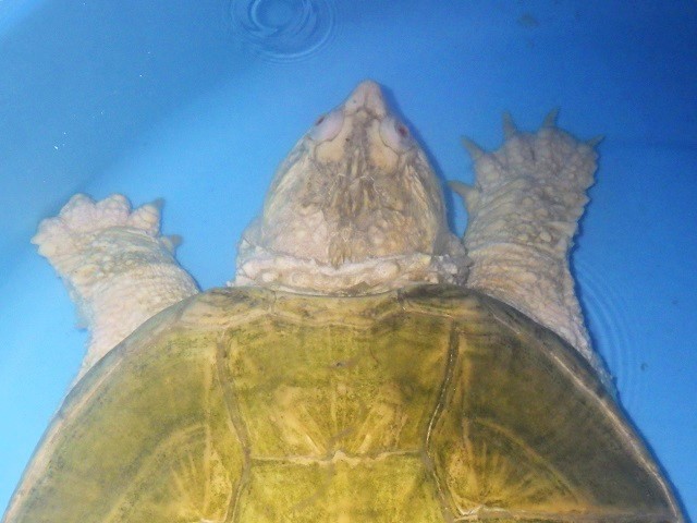 Albino Common snapping turtleの成長その48 ＆ Albino Godzilla : ワニガメ生態研究所