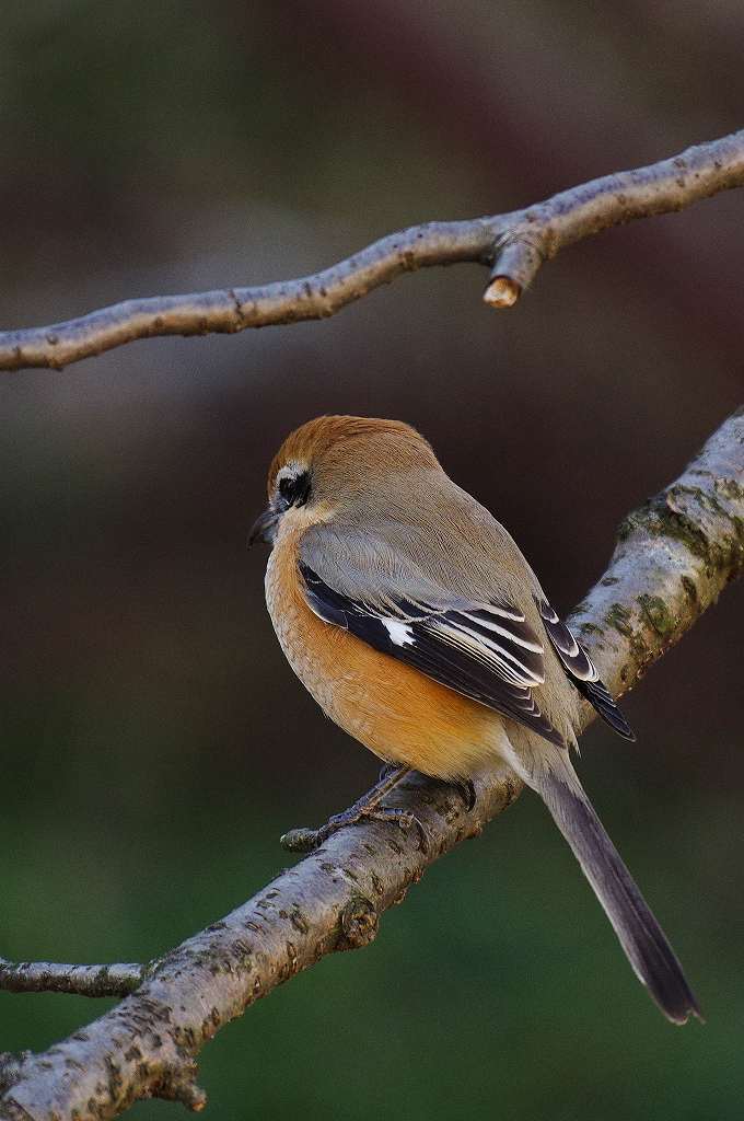 モズ♂ : 武蔵野散歩Ⅱ- epilogue