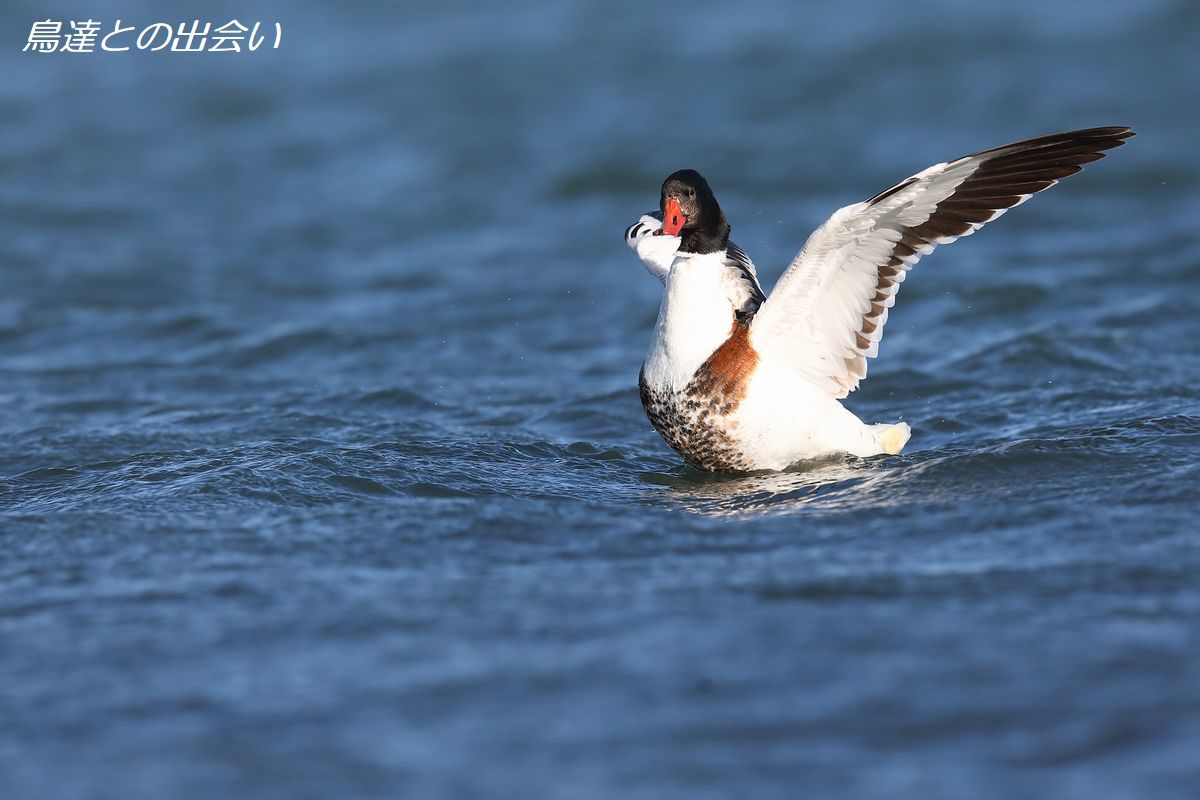ツクシガモ・・・Common Shelduck : ブログ鳥達との出会い