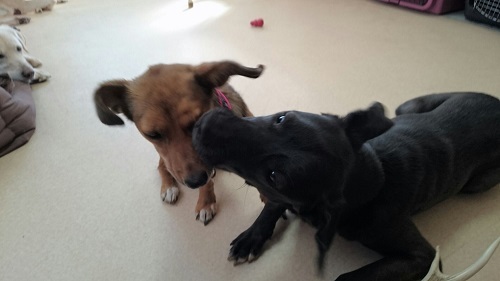 栗ちゃんの進化！ : Together with the dog ~ ﾌｧﾝﾊﾟｳｽﾞ