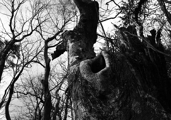 樹海＃497 : 樹海