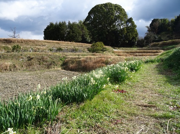 千早赤阪村の水仙 : 彩の気まぐれ写真