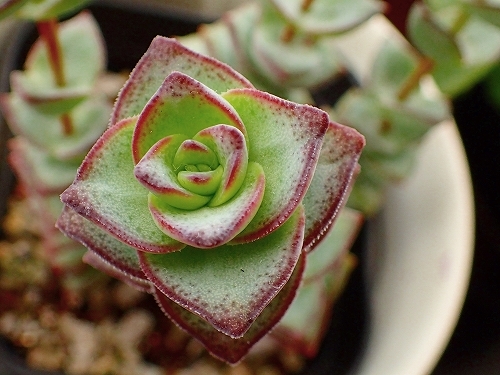 冬の多肉植物 : My Happiness