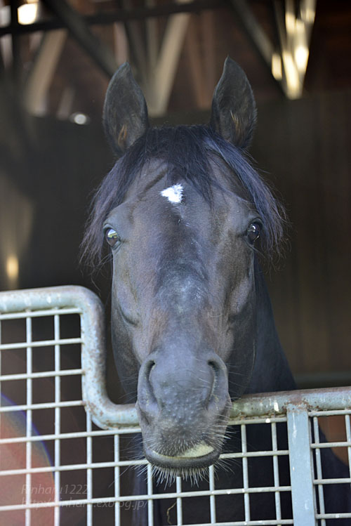 2017.10.6 社台スタリオンステーション☆キズナ【Kizuna】 : 青空に浮かぶ月を眺めながら