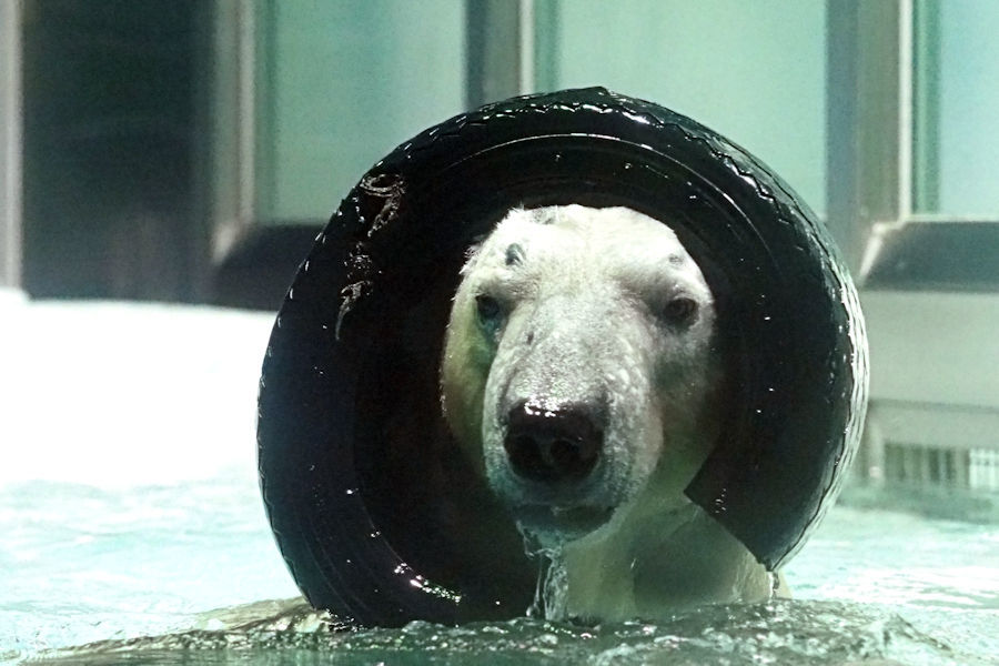 遊ぶ「オホト」 : 動物園放浪記