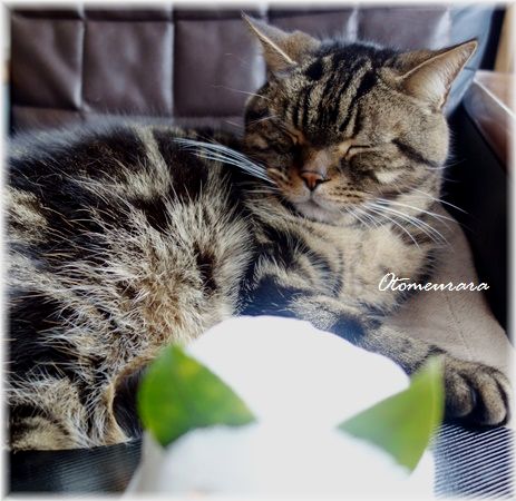 うらら と ゆきねこ : 日々楽しく ♪mon bonheur