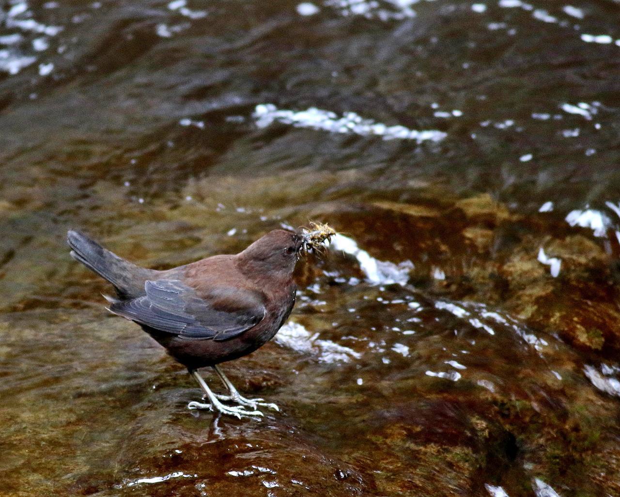 珍しくキレンジャクが山間に・・・ : 一期一会の野鳥たち