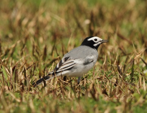 メンガタハクセキレイ : ふるさと加世田から