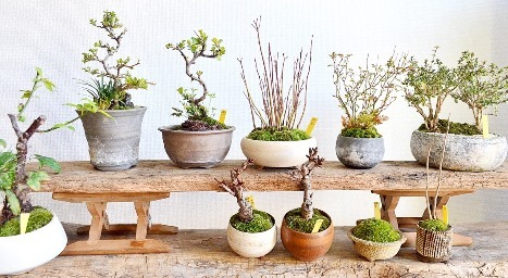 盆栽メンテナンス承りの件 : Kitowaの日々