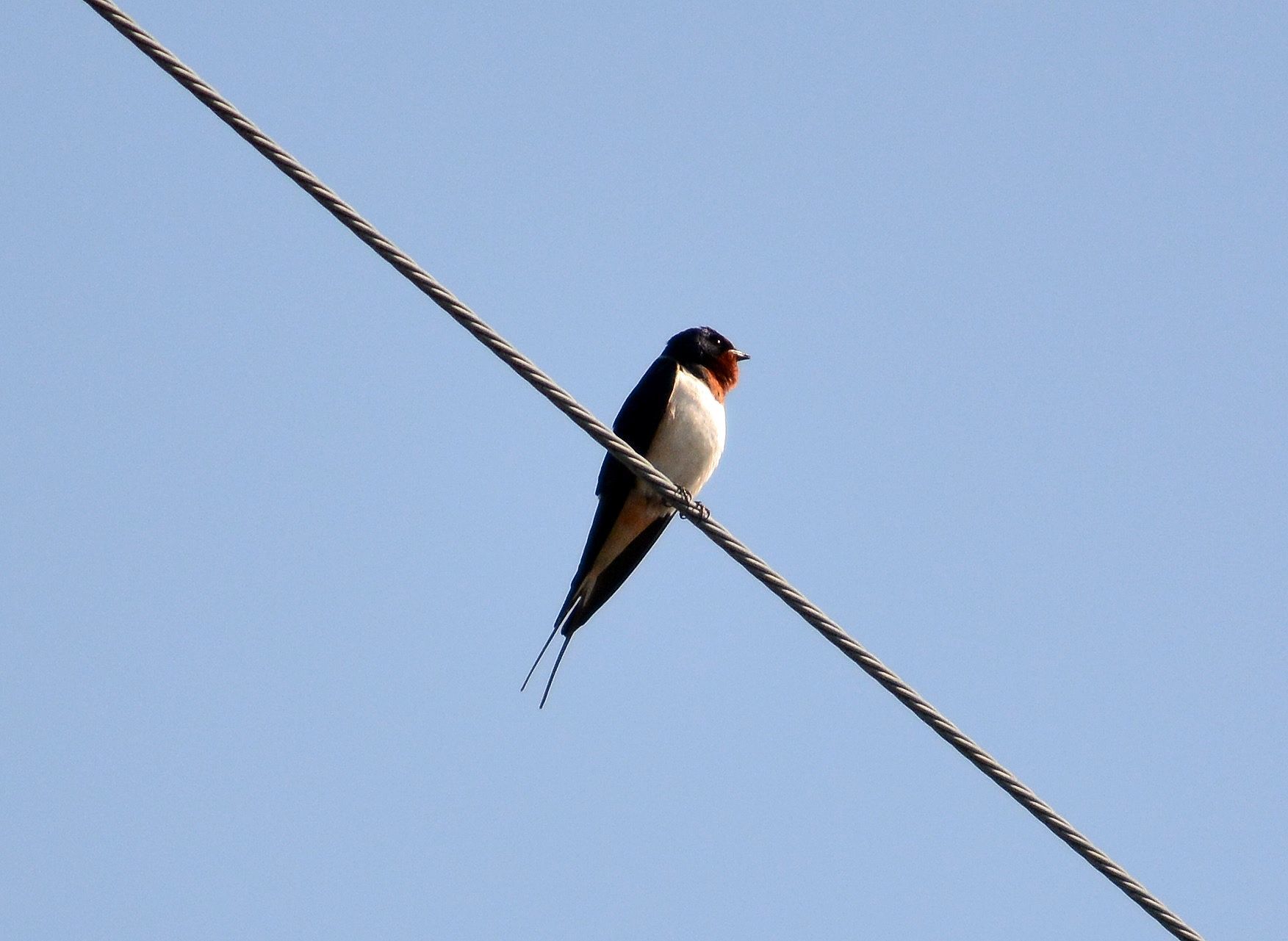 ツバメ飛来・・・浅川（日野/八王子） : 浅川野鳥散歩