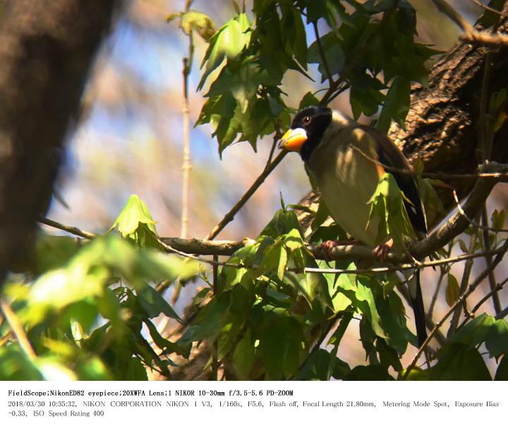 秋ヶ瀬公園・ピクニックの森 2018.3.30 : 鳥撮り遊び