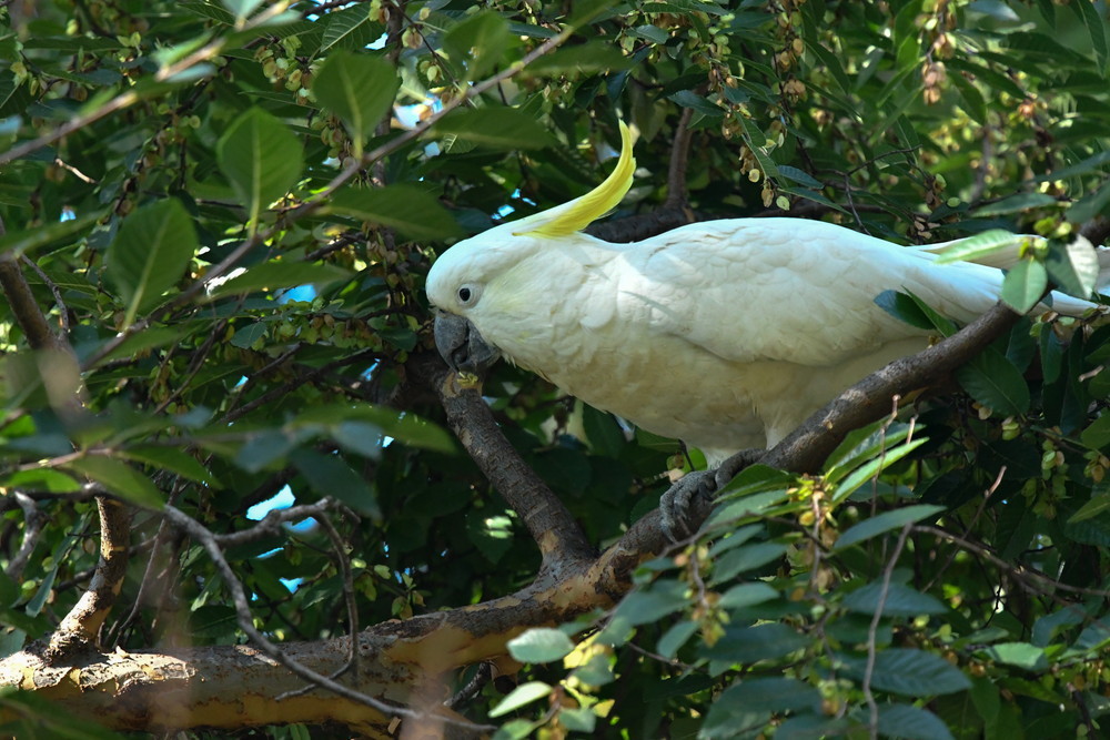 暫くは海外の鳥・・・！！ : のんびり
